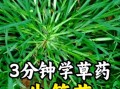 牛筋草治什么病最好_牛筋草的功效与作用