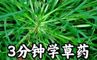 牛筋草治什么病最好_牛筋草的功效与作用 牛筋草治什么病最好_牛筋草的功效与作用