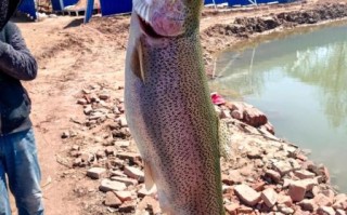 虹鳟鱼多少钱一斤2020年_虹鳟鱼价格走势