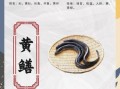 野生黄鳝的营养价值_野生黄鳝怎么吃最补