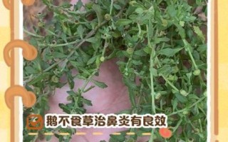 鹅不食草治疗鼻炎怎么用_鹅不食草治鼻炎的用法用量
