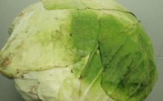 大头菜长什么样_大头菜和卷心菜的区别
