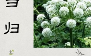 当归的功效与作用_当归的正确吃法与用量