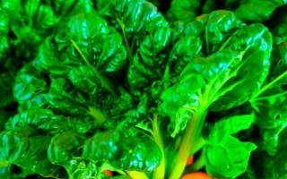 冬菜是什么菜做的_冬菜和雪里蕻的区别