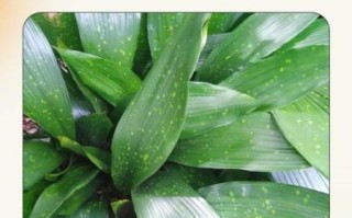 粽叶是什么植物的叶子_粽叶种类有哪些