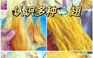 鱼翅图片品种大全_如何辨别真假鱼翅