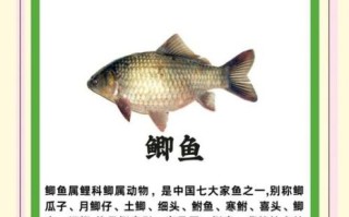 鲫鱼读音怎么读_鲫鱼发音技巧