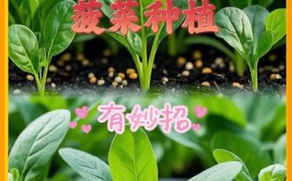 菠菜什么时候种最合适_菠菜种植方法步骤详解