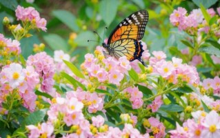 蝴蝶图片大全可爱_怎么拍才萌