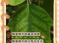 鹅掌楸是什么植物_鹅掌楸如何养护