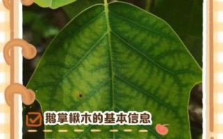 鹅掌楸是什么植物_鹅掌楸如何养护