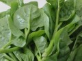 木耳菜怎么种_木耳菜图片长什么样