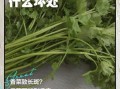 香菜吃多了有什么坏处_香菜过量副作用