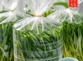 黄山茶叶排行榜前十名有哪些_黄山毛峰和太平猴魁哪个更好