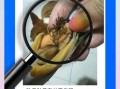 贻贝怎么清洗_贻贝和青口贝的区别
