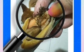 贻贝怎么清洗_贻贝和青口贝的区别