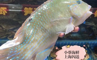 苏眉鱼和青衣鱼的区别_怎么区分苏眉青衣