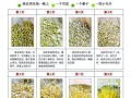 豆芽怎么做出来的_家庭无土培育步骤