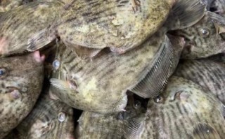 扒皮鱼的营养价值_扒皮鱼适合什么人吃