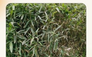 阔叶箬竹图片怎么识别_阔叶箬竹和箬竹区别