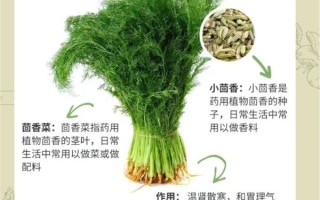 毛茴香与小茴香的区别_如何一眼辨别真假