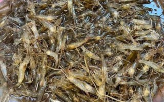 河虾多少钱一斤2021_河虾价格走势