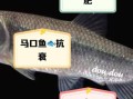 马口鱼的营养价值_马口鱼的功效与作用