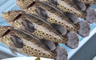 清蒸石斑鱼是哪个地方的菜_石斑鱼清蒸做法起源地