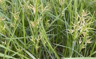 香附子长什么样_香附子图片特征识别