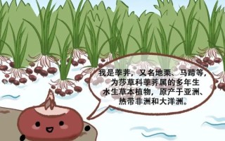 地栗是什么_地栗和荸荠区别 地栗是什么_地栗和荸荠区别