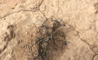 发菜长在地上是什么样子_发菜生长环境