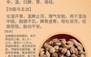 砂仁有几种_砂仁品种区别与功效