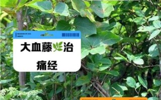 大血藤的功效与作用_大血藤的副作用有哪些