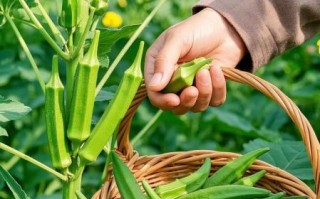 黄秋葵种子有什么功效_黄秋葵种子怎么吃