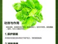 木耳菜什么人不能吃_孕妇可以吃吗