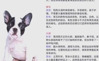 法国斗牛犬好养吗_适合新手吗