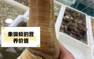 象拔蚌里像蛋蛋的东西能吃吗_象拔蚌生殖腺食用安全