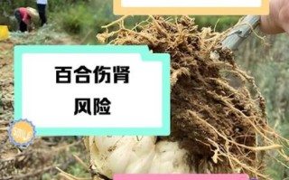 长期吃百合有什么害处_百合吃多了会怎样