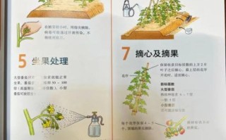 西红柿什么时候种最合适_西红柿种植方法步骤