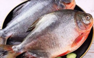 红鲳鱼是海鱼还是河鱼_红鲳鱼生长环境揭秘