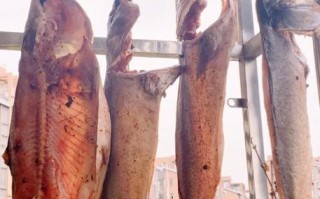 湖南腌鱼怎么腌制_湖南腌鱼腌制方法