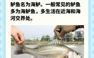 海鲈鱼和河鲈鱼哪个好吃_口感营养大比拼