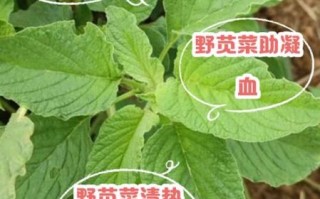 野生苋菜图片怎么识别_野生苋菜可以吃吗