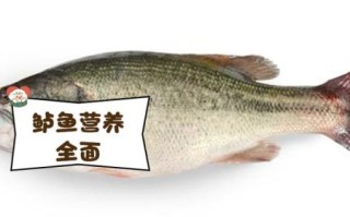 鲈鱼长什么样子_鲈鱼外形特征图解