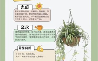 吊兰怎么养才能更旺盛_吊兰多久浇一次水