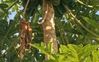 木瓜树图片大全_木瓜树长什么样