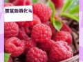 覆盆子泡酒的功效与作用_覆盆子泡酒怎么泡