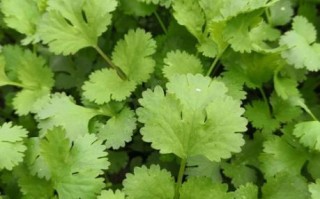 芜荽怎么读_芜荽和香菜的区别