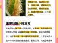 玉米须水能长期喝吗_玉米须水长期喝有副作用吗