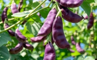 紫扁豆怎么做好吃_紫扁豆的做法大全家常